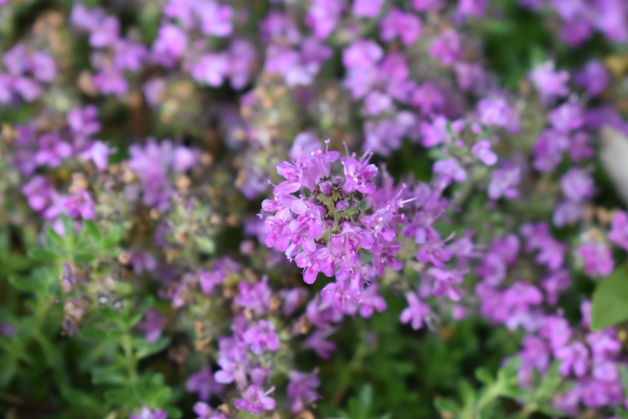 Our Plants – Valley Growers Nursery