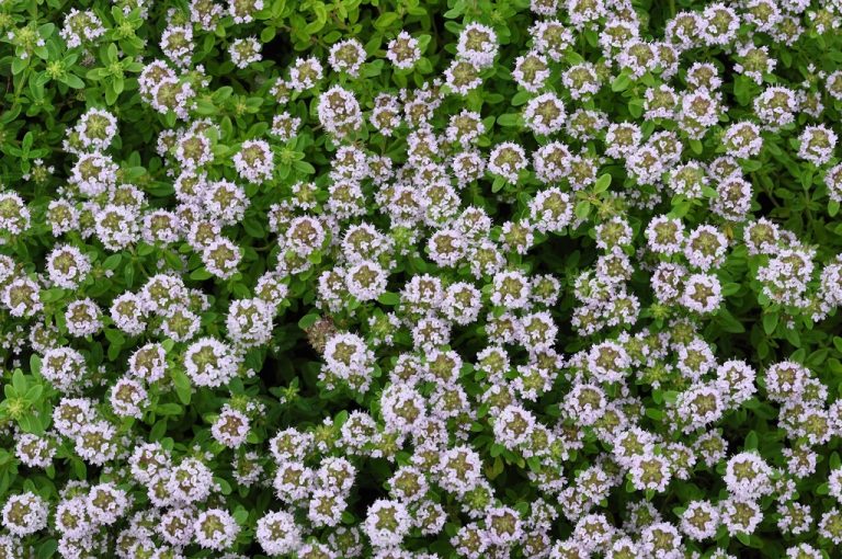 Our Plants – Valley Growers Nursery